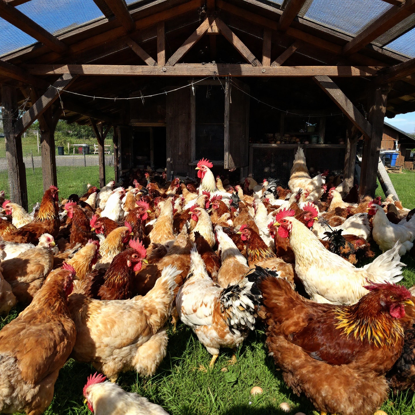 Galinha Rhodia: Preço, Cuidados e Como Criar com Lucro