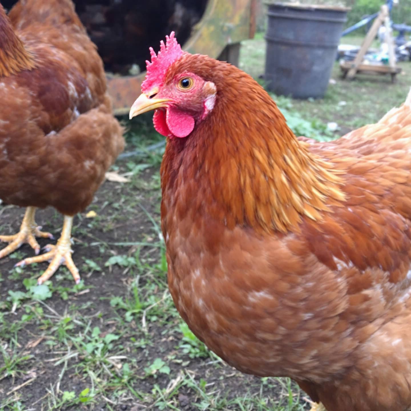 Galinha Rhodia: Preço, Cuidados e Como Criar com Lucro