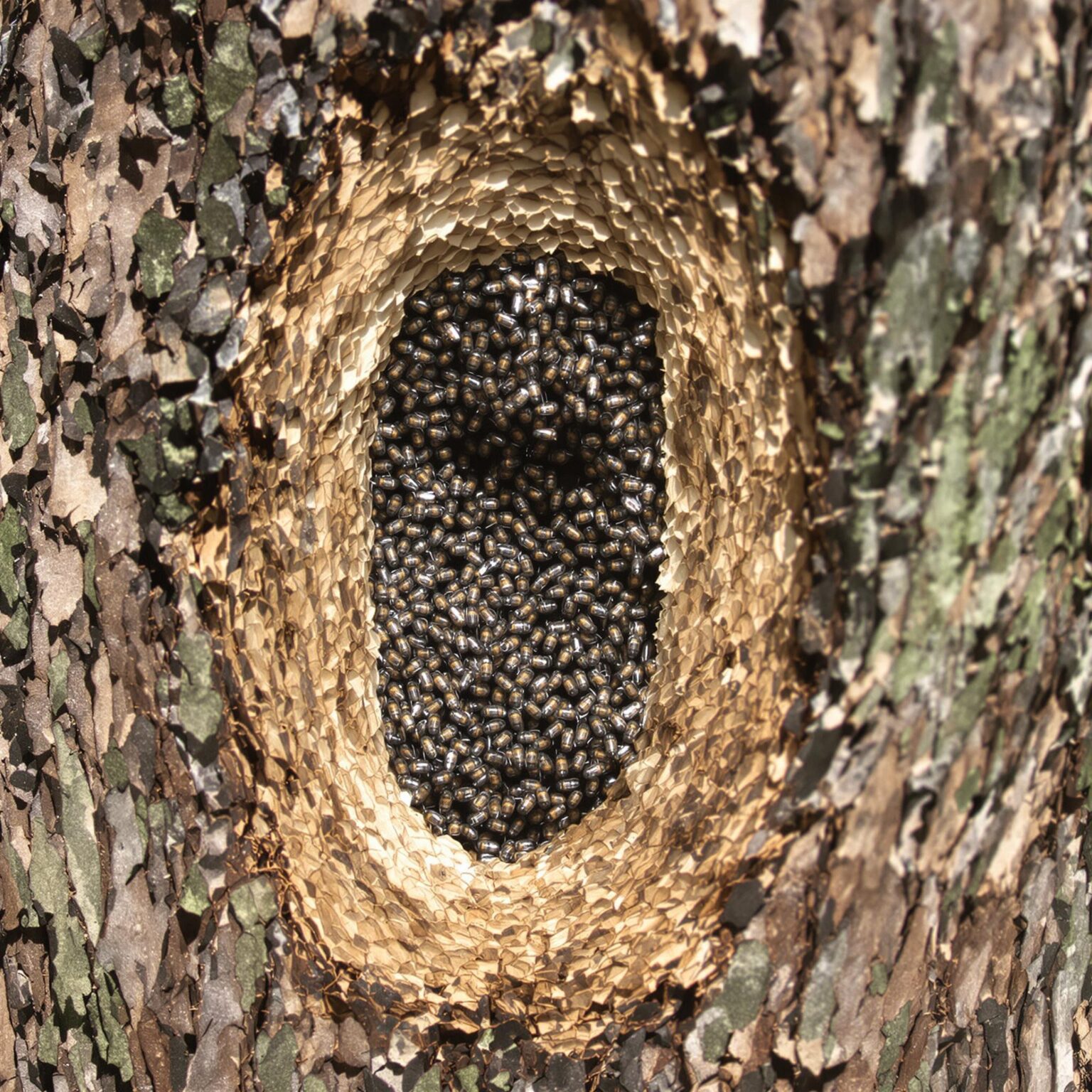 Abelha Arapuá é Perigosa ou Inofensiva? O Que Você Precisa